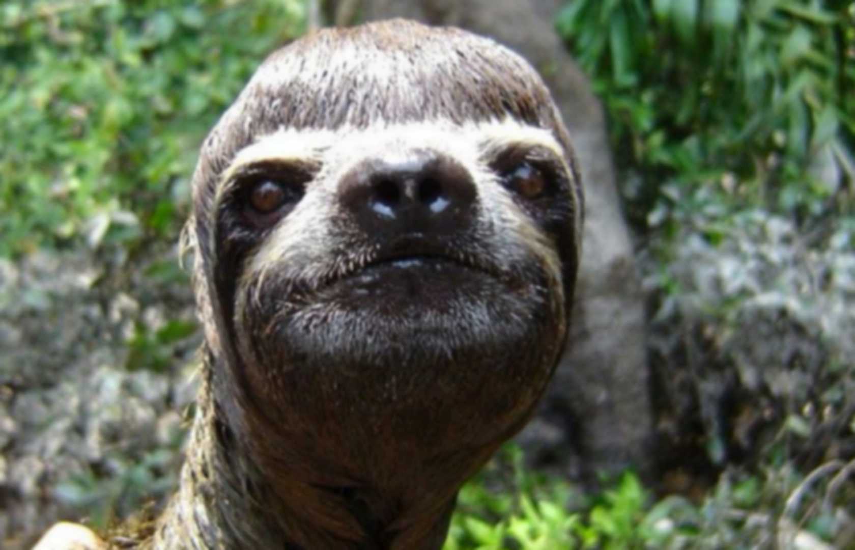 Sloths - maxsparke | Pearltrees